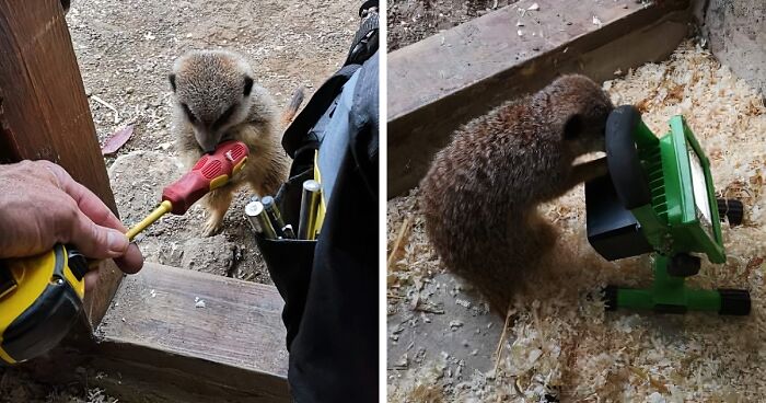 This Dad’s An Electrician In A Zoo And Here’s How He Spent His Morning ...
