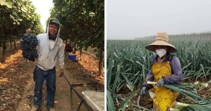 United Farm Workers Of America Honor Farmers By Showing People How ...