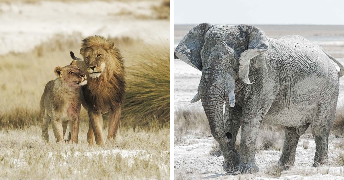 Here Are My 37 Favorite Photos That I Took In Etosha Pan In Africa ...