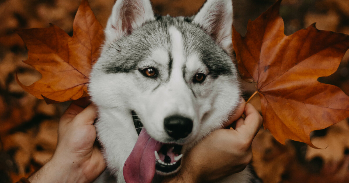 We Did An Autumn Inspired Photoshoot With Our Husky And This Is How The ...