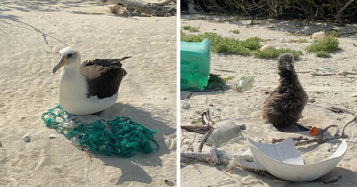 I Took Pictures Of Trash Babies In Midway Atoll | Bored Panda