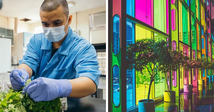 27-Year-Old Student Creates Solar Panels Made From Food Waste That Can ...