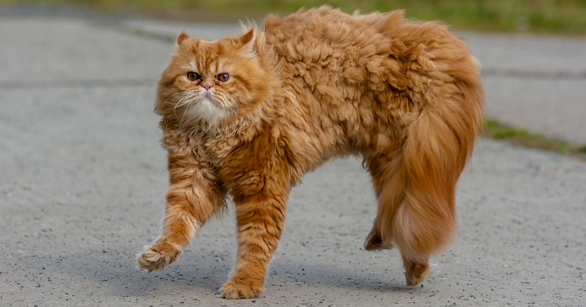 This Photographer Managed To Capture The Step-By-Step Process Of A Cat ...