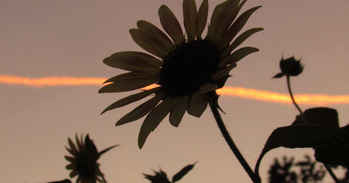 I Am A 12-Year-Old Who Just Wants To Spread Joy With My Photography ...