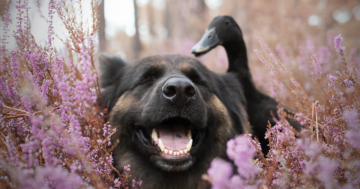 I Capture The Unexpected Friendship Between My Dog And My Birds On Film ...