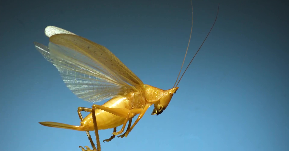 Flying Nats Bugs