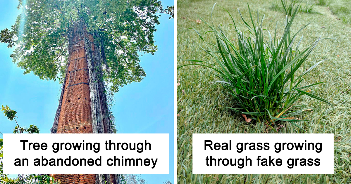 50 Times Nature Won The Battle Against Civilization (New Pics) | Bored ...