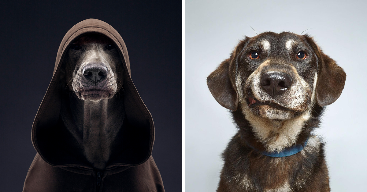 We Explore The Uniqueness Of Different Dog Breeds And Their Beautiful ...