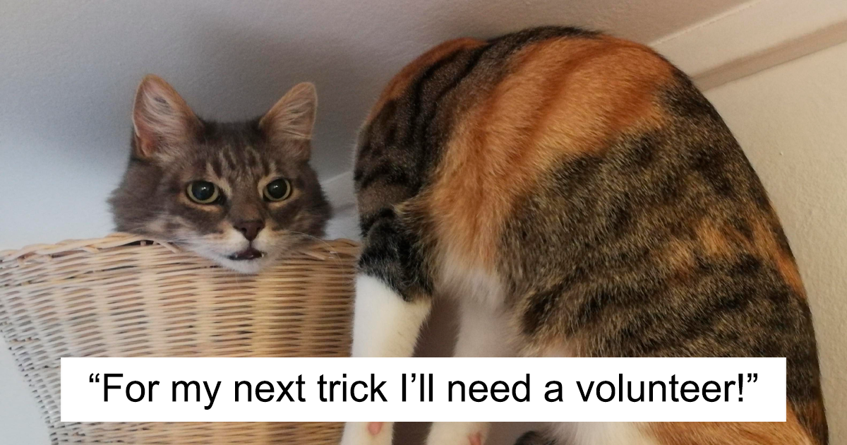 A Confusing Photo Goes Viral, And It Might Confuse You As Well | Bored ...