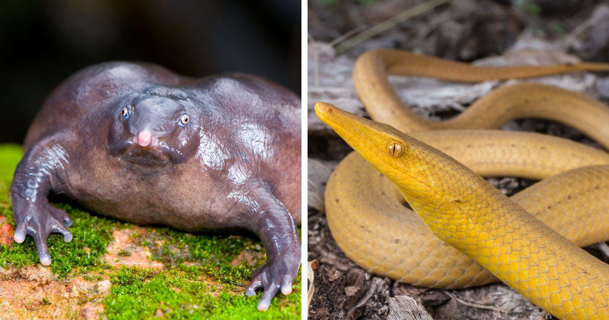 Here Are Some Of The Oddest Animals On Earth Collected By Me | Bored Panda