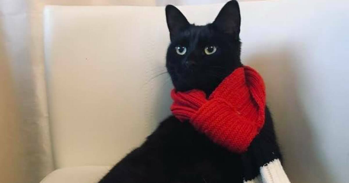 I Saved My Cat & Now She Saves Me Every Day (29 Pics) | Bored Panda