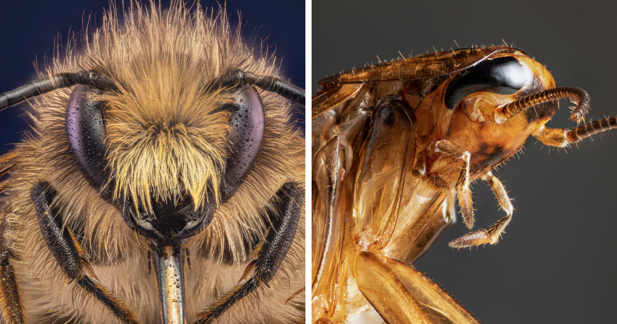 Some Insects Portraits I Took | Bored Panda