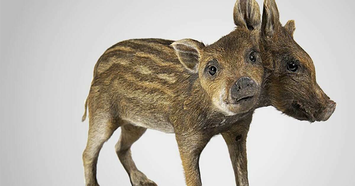 Hey Pandas, Draw A Two-Headed Pig (Closed) | Bored Panda