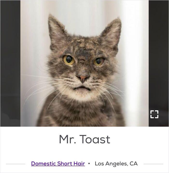 75 Of The Most Unusual Pet Names As Featured On The Petfinder Names 75 Of The Most Unusual Pet Names As Featured On The Petfinder Names