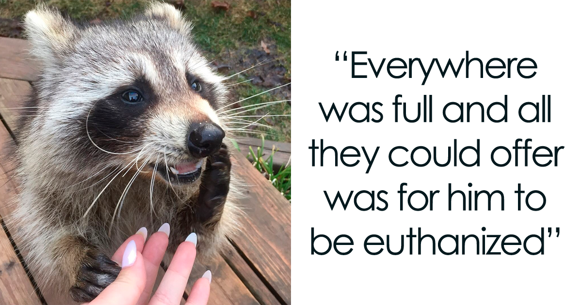 Women Save A Raccoon’s Life, He Keeps Coming Back To Them After Three ...