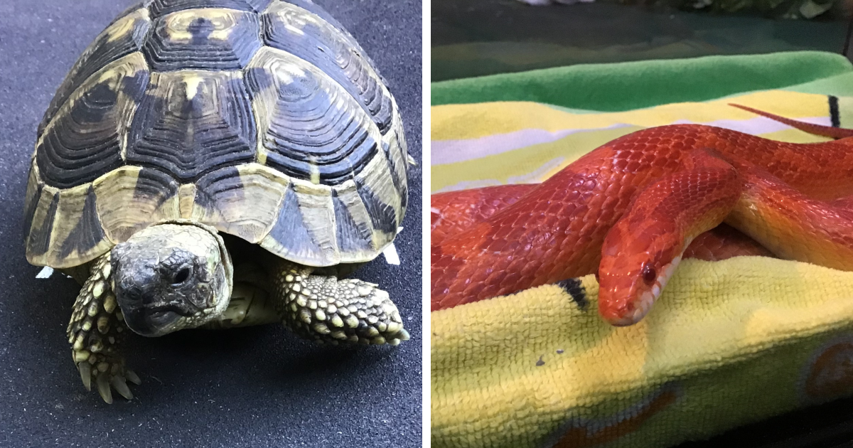 Hey Pandas, Post A Photo Of Your Pet Reptile (Closed) | Bored Panda