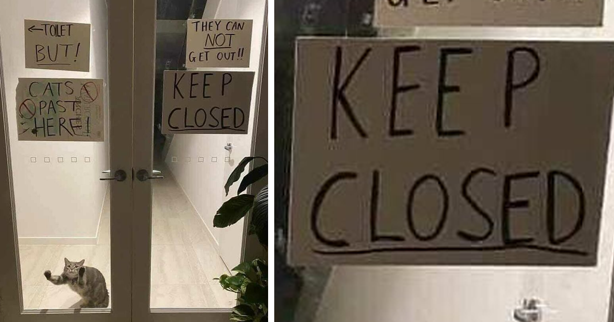 50 Hands-Down Funniest Pics Of Cats From The ‘Cat Virus.Exe’ Instagram ...