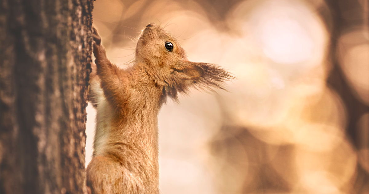 I Photograph Animals In Shades Of Brown (20 Pics) | Bored Panda