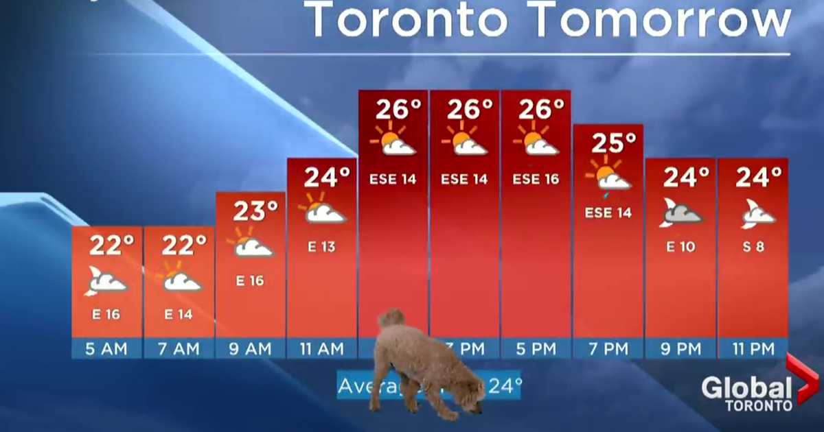 Good Boy Treats Audience With His Appearance During Toronto Weathercast ...