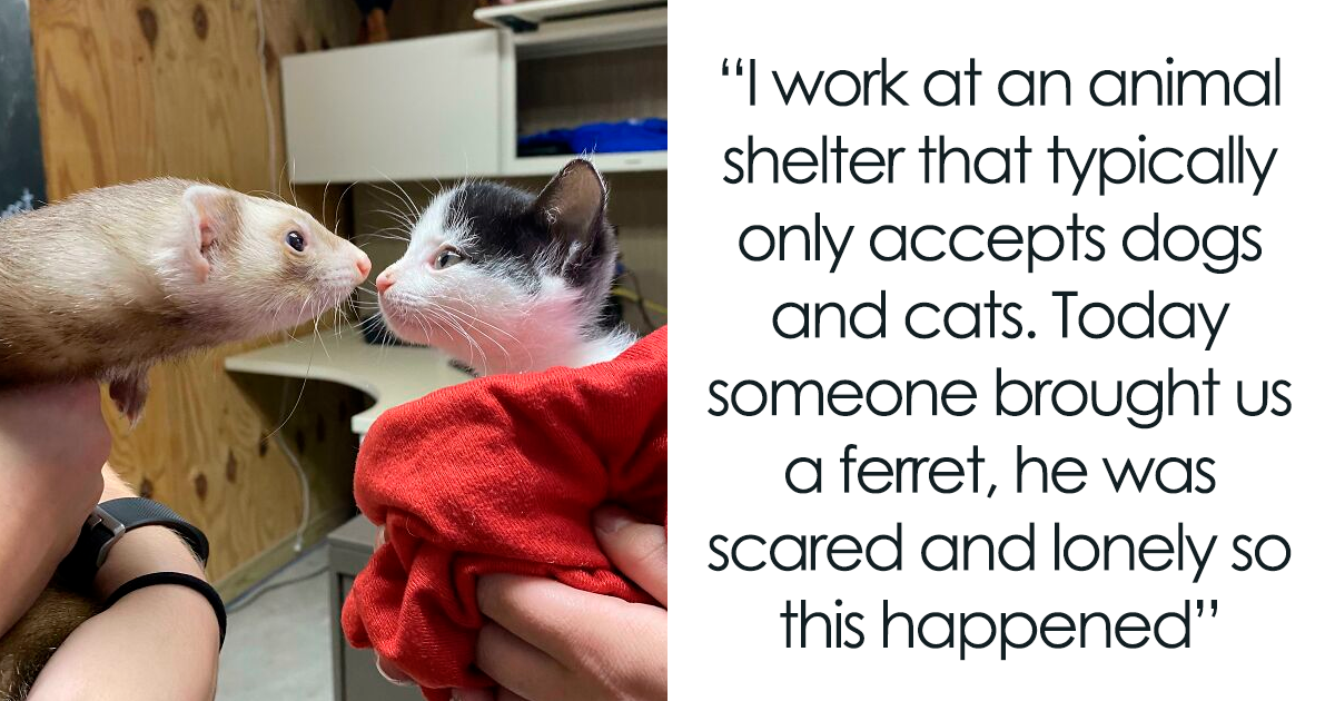 40 Photos Revealing How Silly Ferrets Can Be | Bored Panda