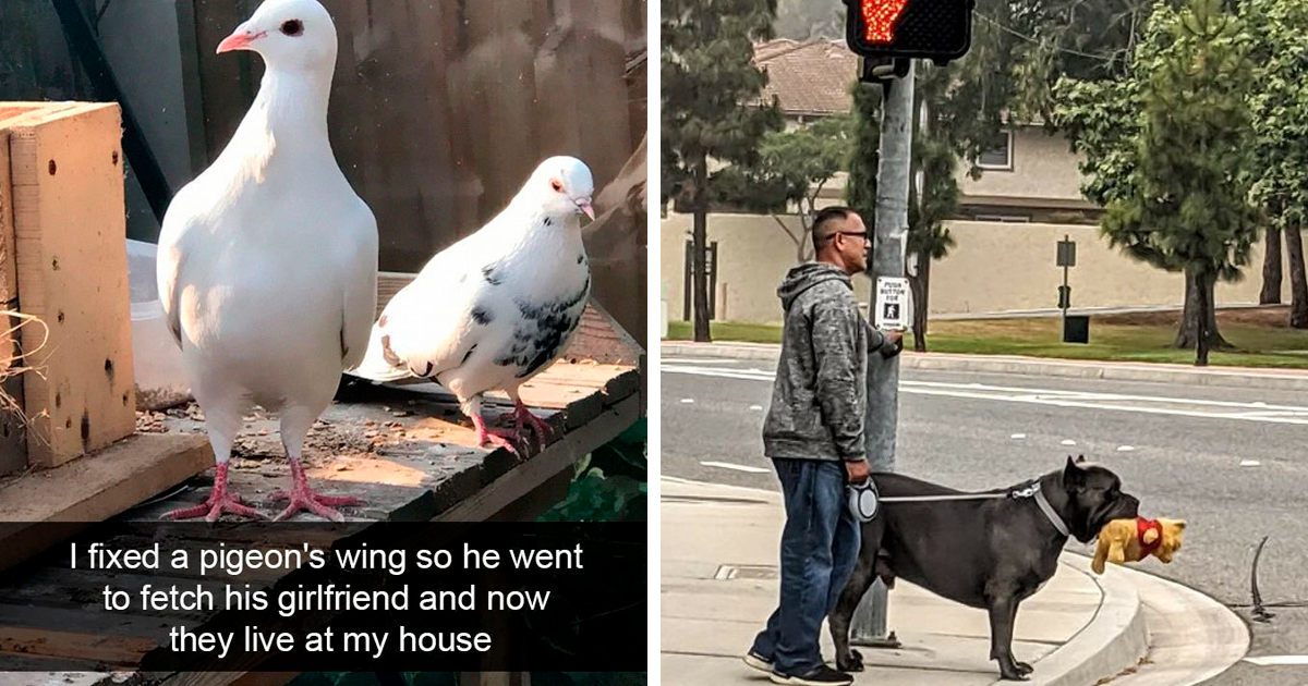 50 Uplifting Animal Pictures To Help You Get Through The Week | Bored Panda