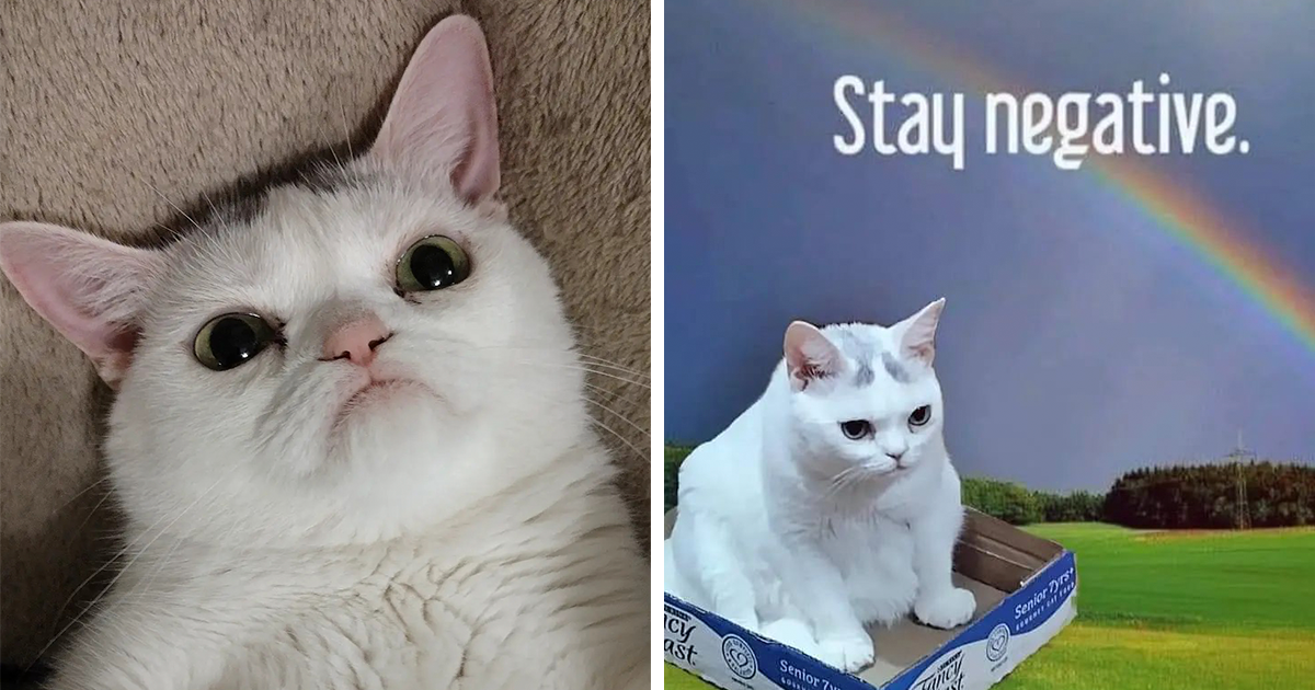Sassiest Dwarf Kitten Comes Into Woman’s Home, Steals Her Heart And ...