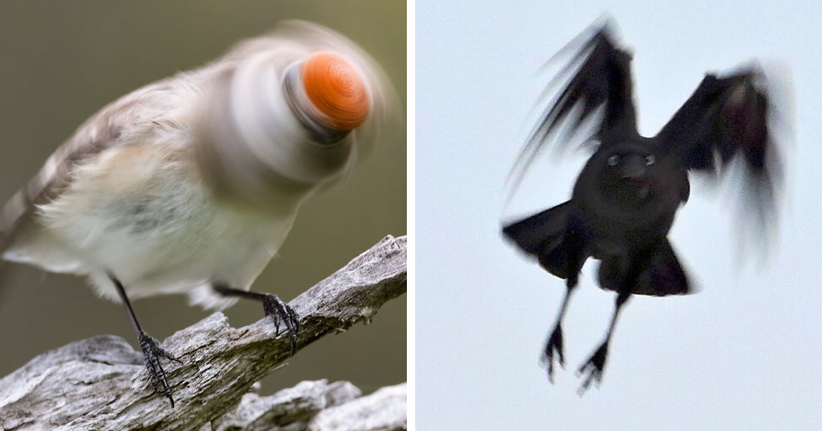 30 Times People Tried To Get Beautiful Bird Pics But It Went Horribly ...