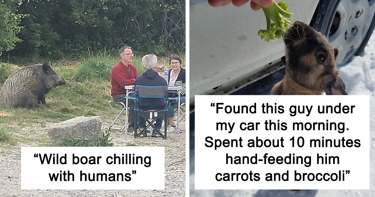 50 Wild Animal Encounters That Took People By Surprise | Bored Panda