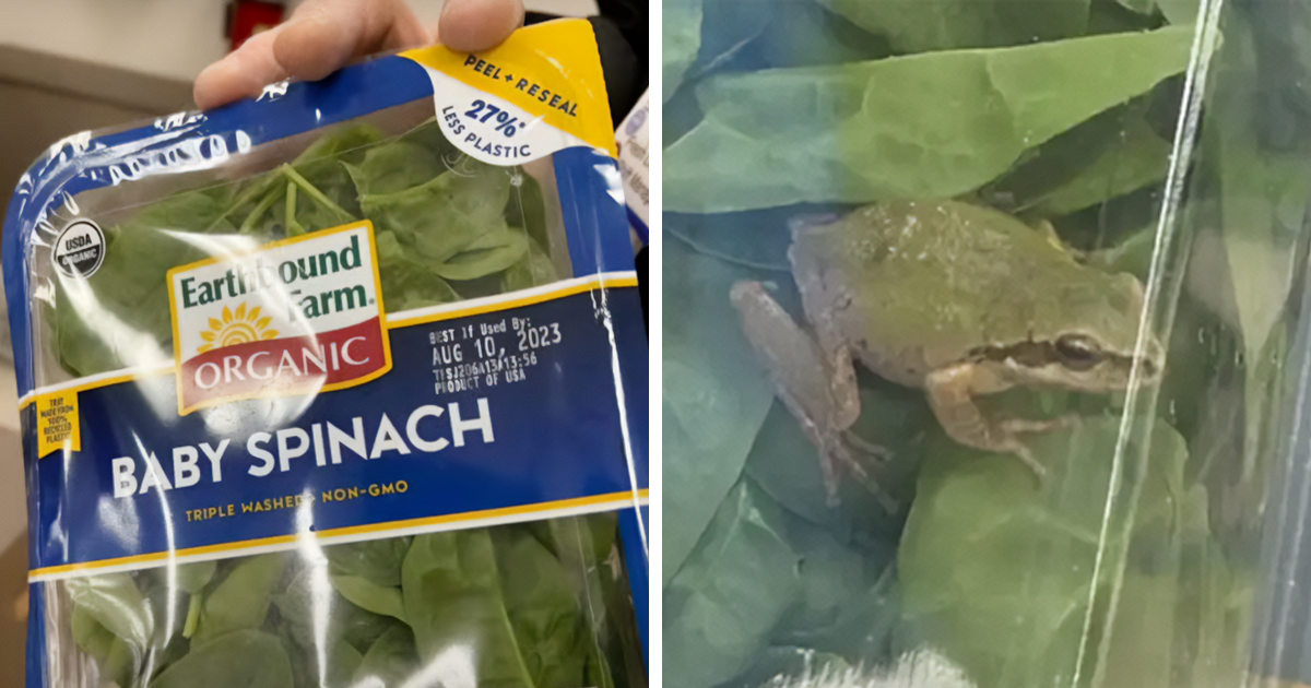 Michigan Family Is Baffled After Discovering Live Frog Inside A Sealed ...