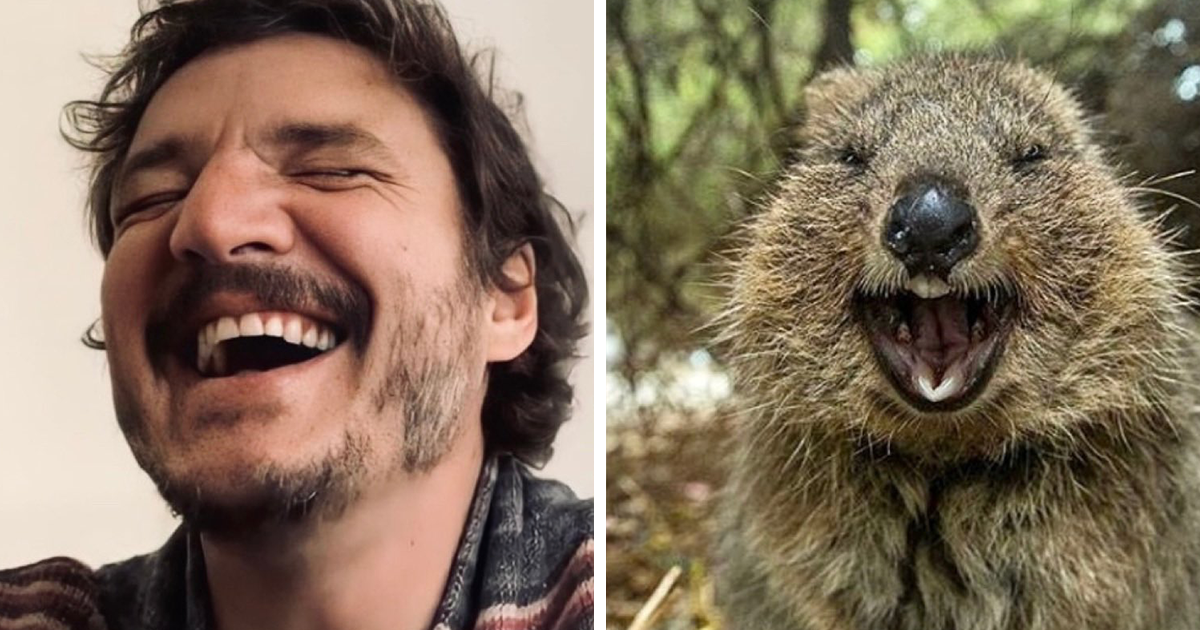 ‘X’ User Makes A Thread That Shows Pedro Pascal With Matching Quokkas ...