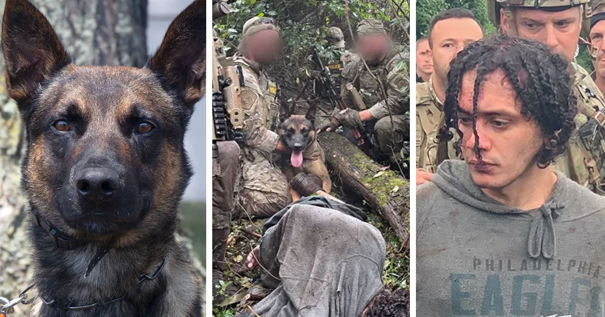 K9 Police Dog Takes 5 Minutes To Take Down A Convict Who Escaped From ...
