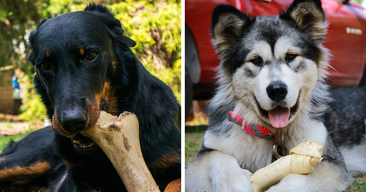 Can Dogs Eat Bones? Keep Your Pup Safe | Bored Panda