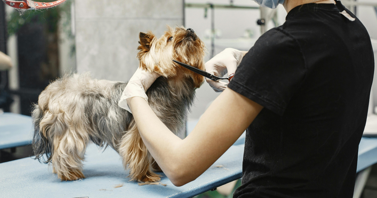 Create a Spa Day at Home for Your Dog | Bored Panda