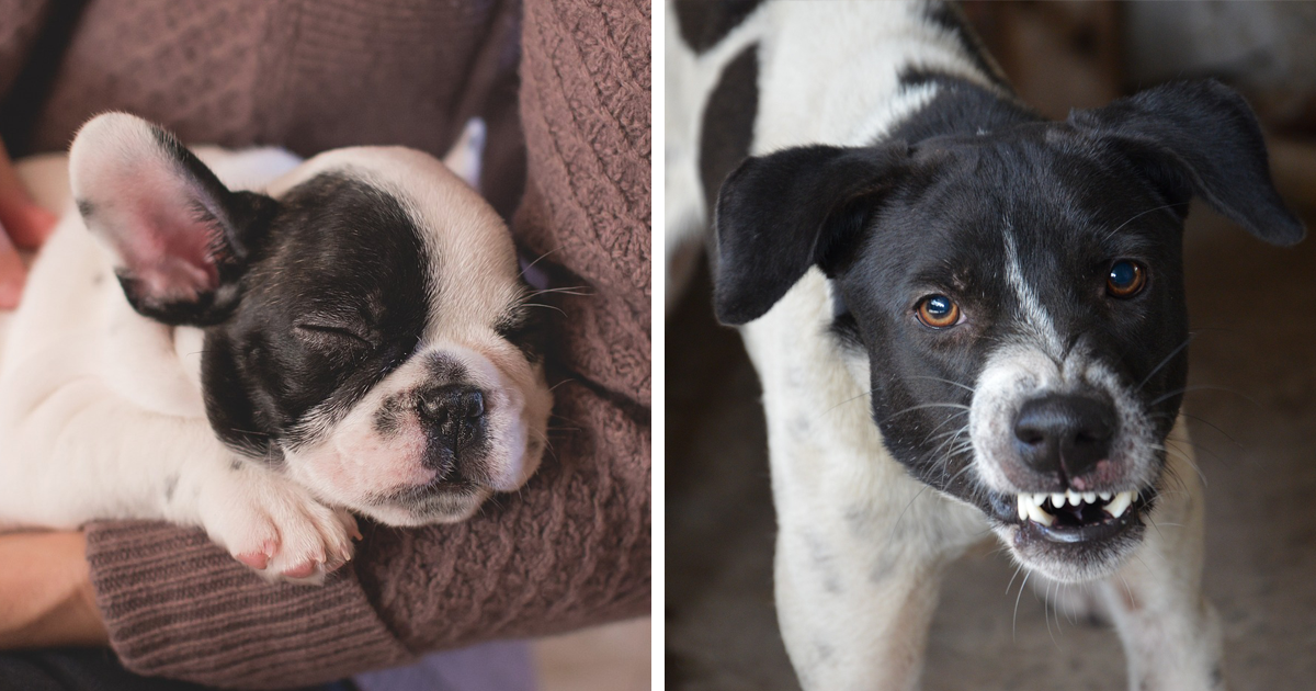 Sleep Startle Reflex in Dogs: Tips for Managing Wake Aggression | Bored ...