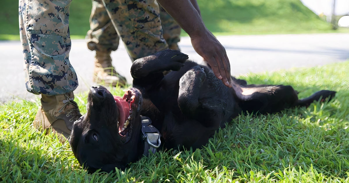 Why Do Dogs Like Belly Rubs? A Vet Tech’s Explanation | Bored Panda