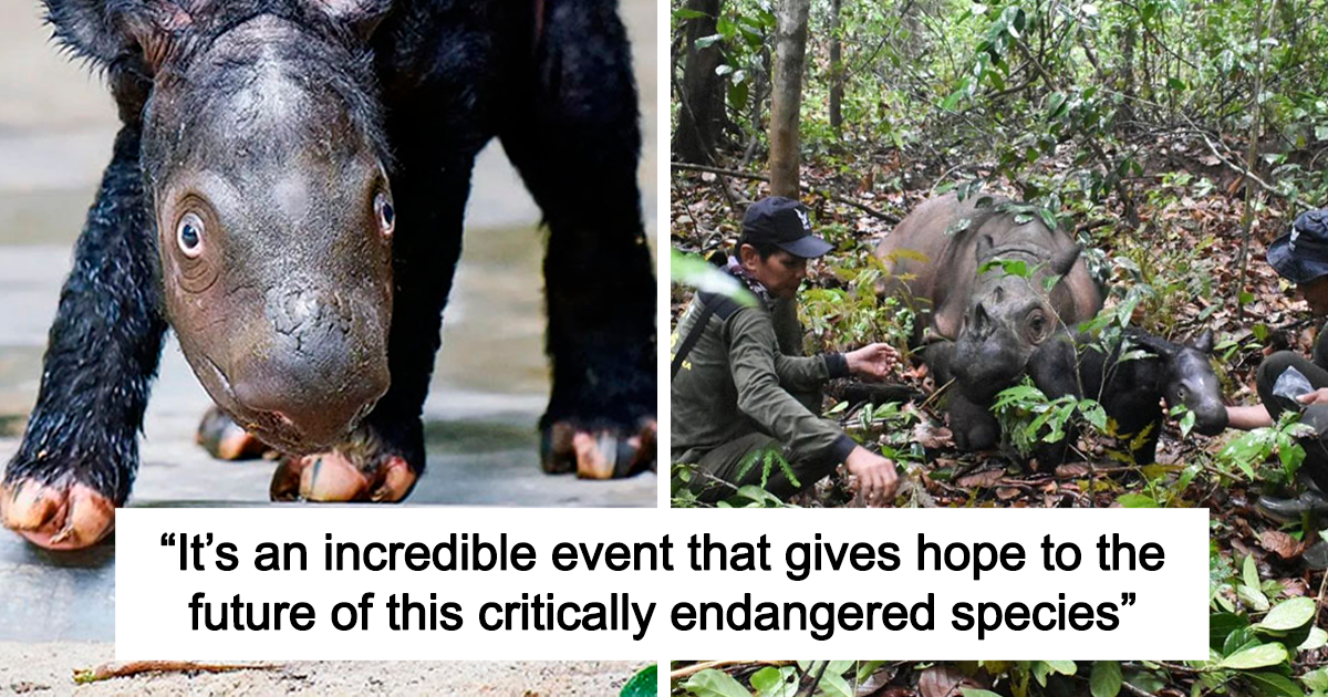 “It’s An Incredible Event”: Critically Endangered Sumatran Rhino ...