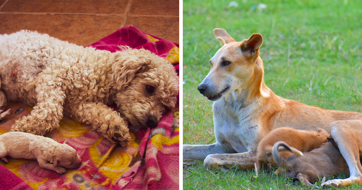 Mastitis in Dogs: Everything You Need to Know | Bored Panda