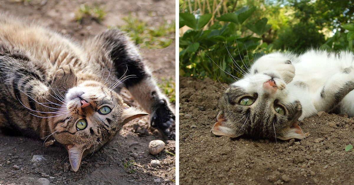 10 Reasons Why Do Cats Roll In Dirt and How to Stop Them | Bored Panda