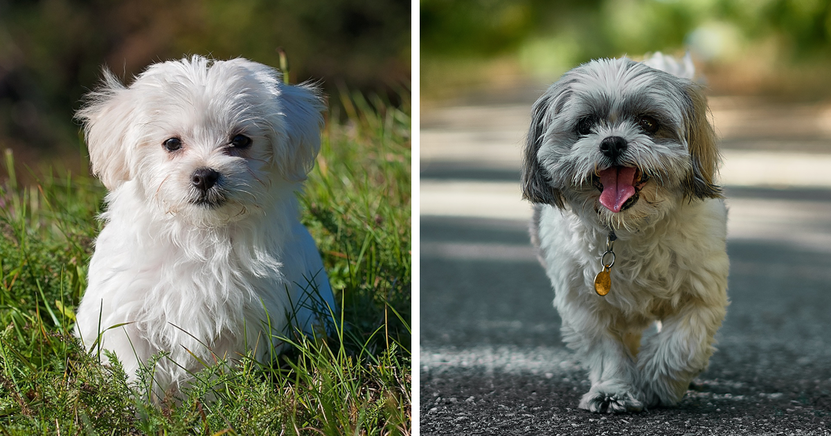 Maltese Shih Tzu Mix Breed Guide: Characteristics & Facts | Bored Panda