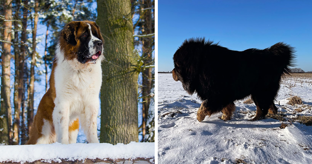 10 Best Winter Dog Breeds for Cold Climates | Bored Panda