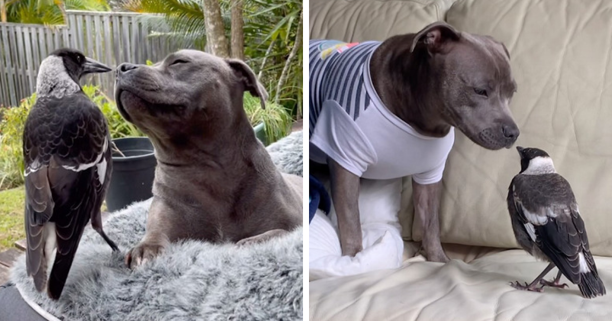 Internet Stirs Online Battle To Reunite Famous Bird Molly With His ...