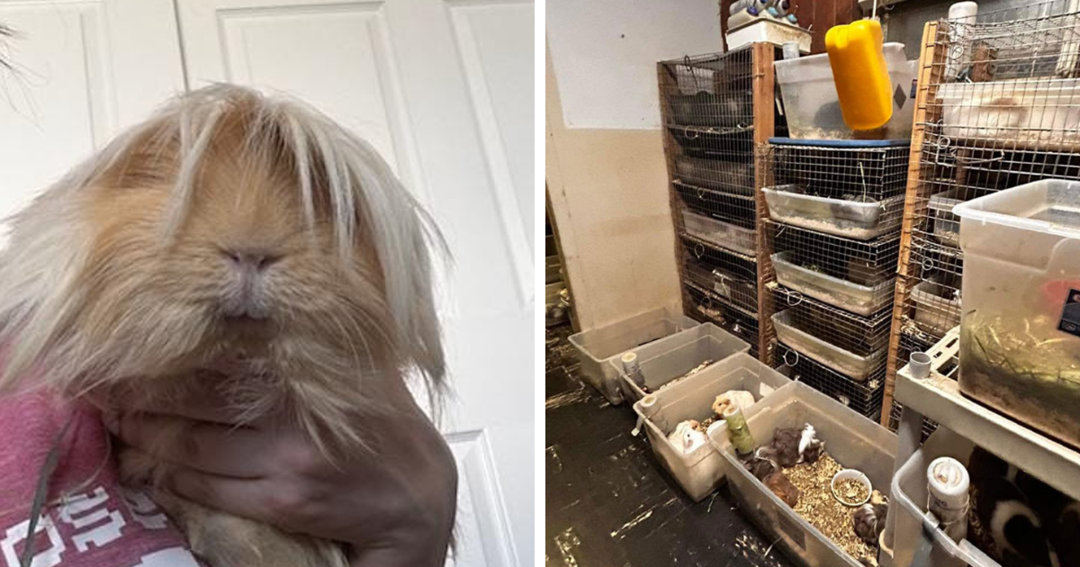 “It’s Insane”: Animal Shelter Left Desperate After Rescuing 500 Guinea ...