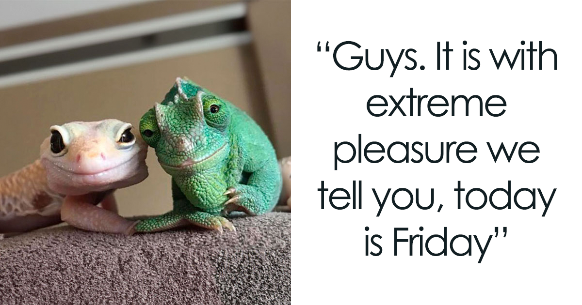 102 Happy Friday Memes To Kickstart Your Weekend, Voted By Readers (New ...