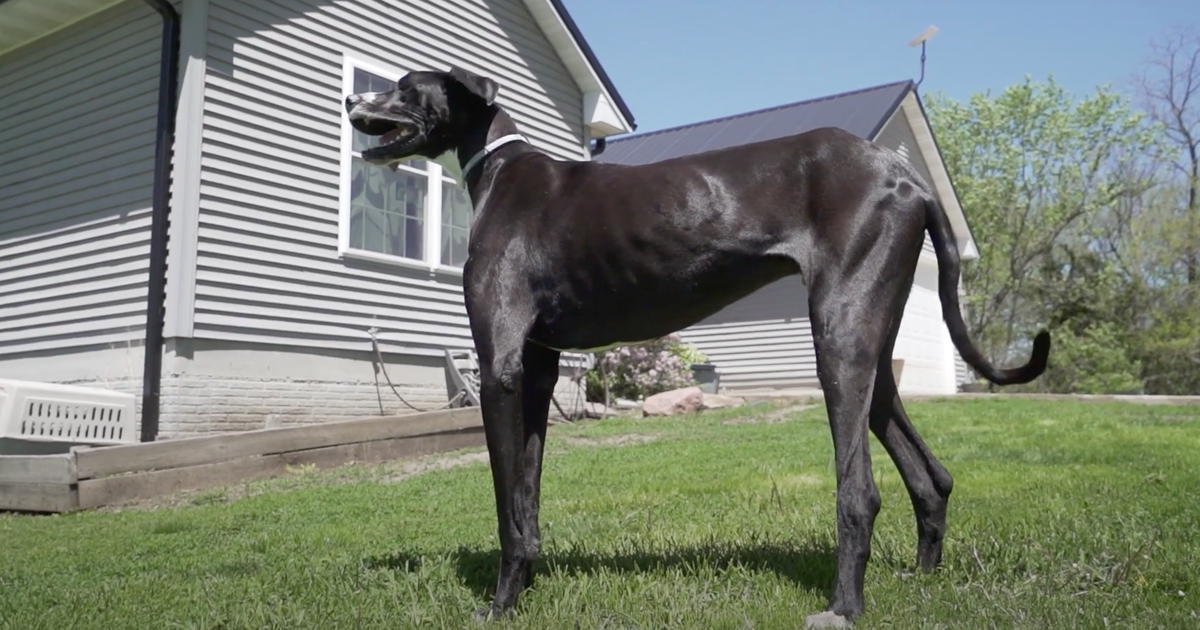 Meet Kevin, The World’s Tallest Living Dog From West Des Moines, Iowa ...
