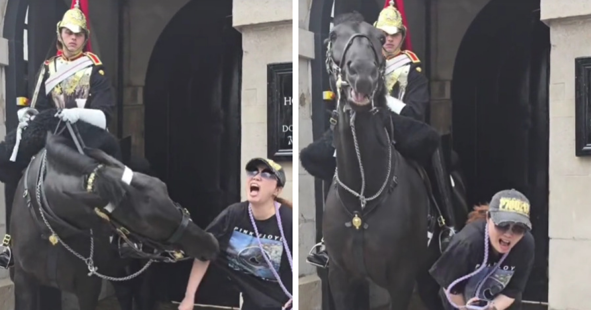 Tourist Bitten By King’s Guard Horse After Ignoring Warnings And ...