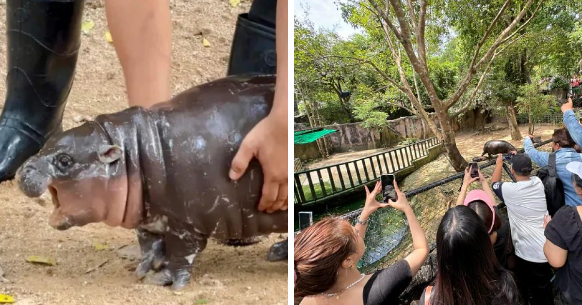 Moo Deng, Viral 2-Month-Old Baby Hippo, Disrupted By “Cruel” Behavior ...
