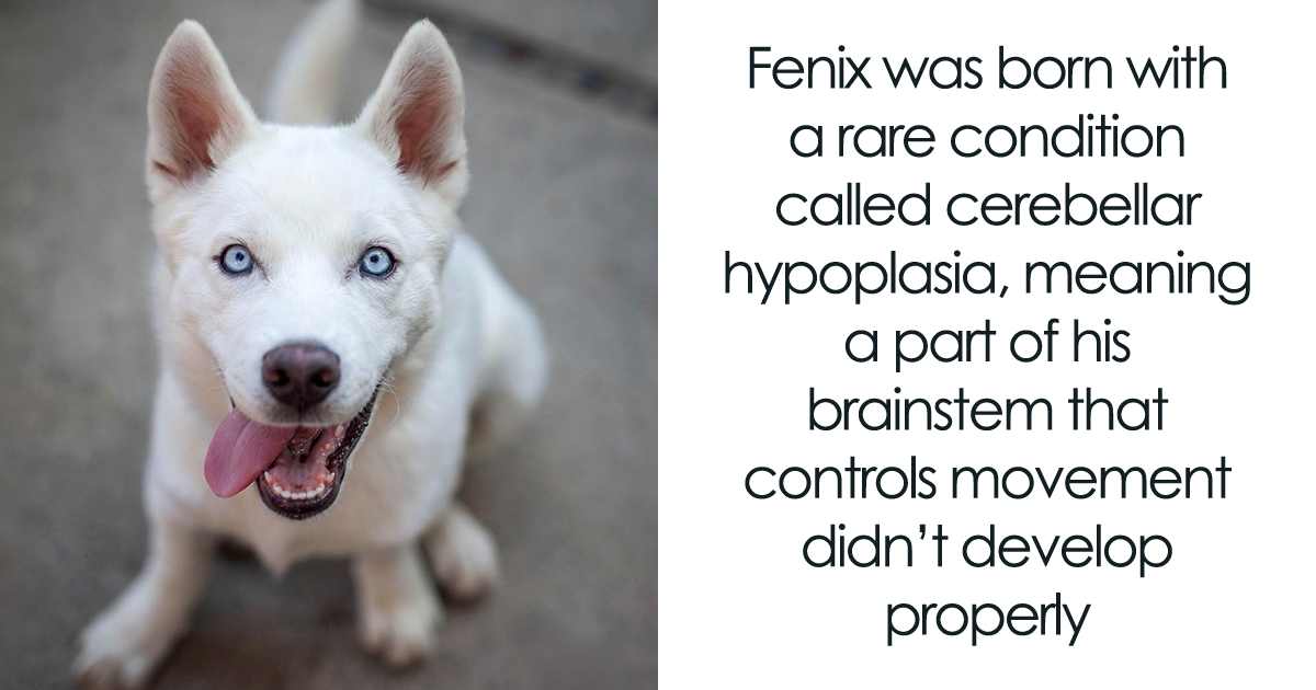 Overcoming Disability: This Dog’s Prancing Walk Steals Hearts On The ...