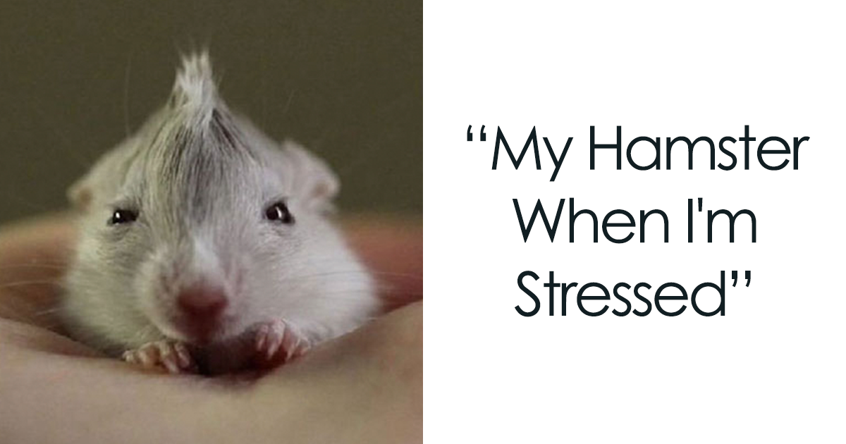 30 Hamster Memes That Will Have You Squeaking With Laughter | Bored Panda