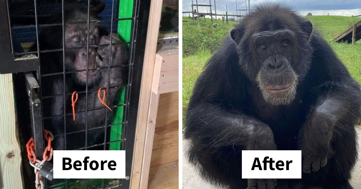 PETA Lawyer Exclusively Opens Up Amid Before And After Photos Of Tonka ...
