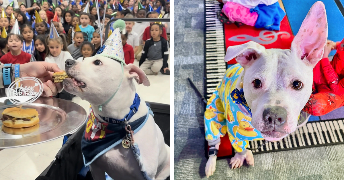 School Kids Learn Sign Language To Surprise Their Deaf Therapy Dog And ...